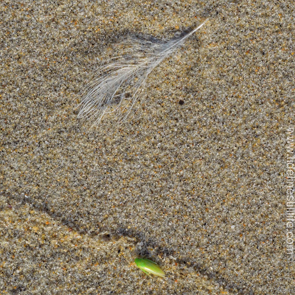 Tide Line Still Life | Page 2
